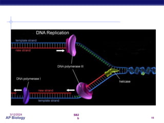 DNA-Replication biology Lesson 3rd Quarter | PPT
