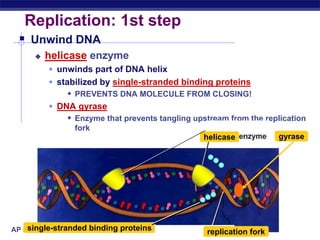 DNA-Replication biology Lesson 3rd Quarter | PPT