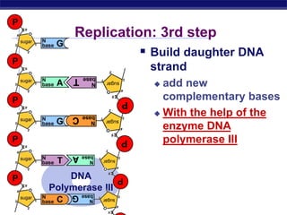 DNA-Replication biology Lesson 3rd Quarter | PDF