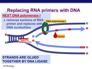 DNA-Replication biology Lesson 3rd Quarter | PPT