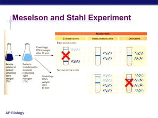 DNA-Replication biology Lesson 3rd Quarter | PDF