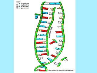 DNA-Replication-and-Protein-Synthesis.ppt