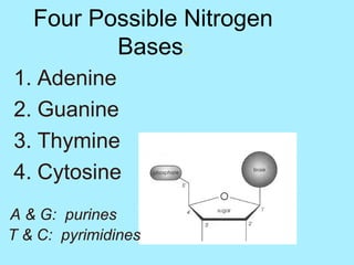 DNA-Replication-and-Protein-Synthesis.ppt