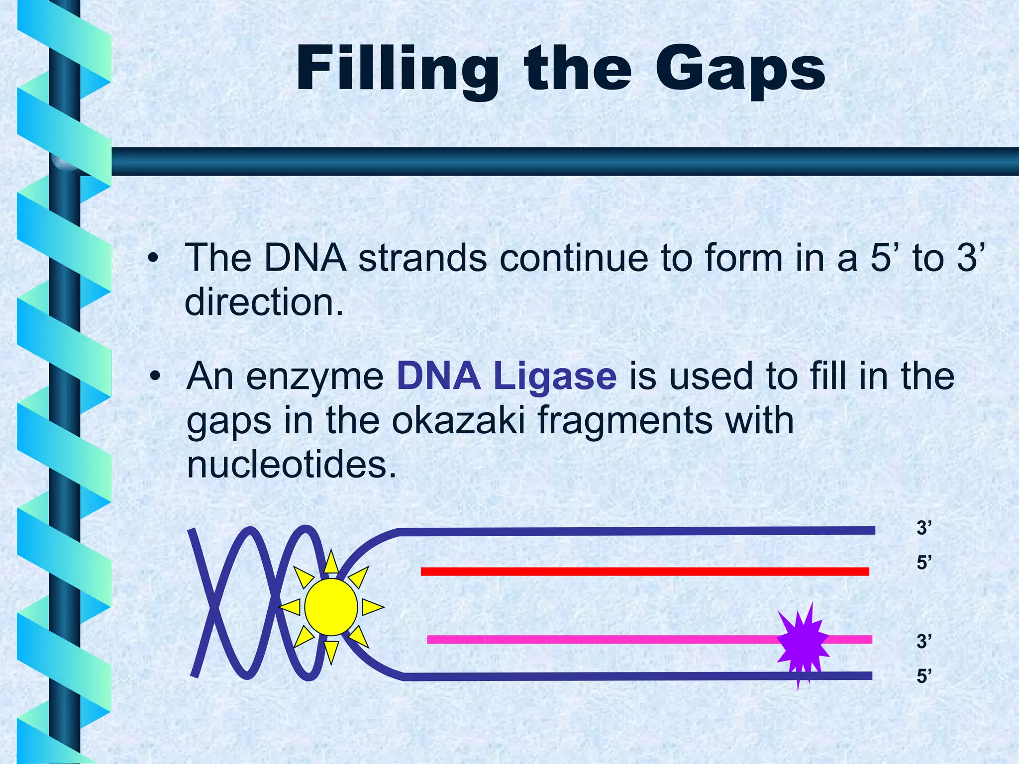 Dna Replication Answer Gaps | PPT