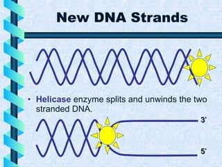 Dna Replication Answer Gaps | PPT