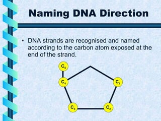 Dna Replication Answer Gaps | PPT