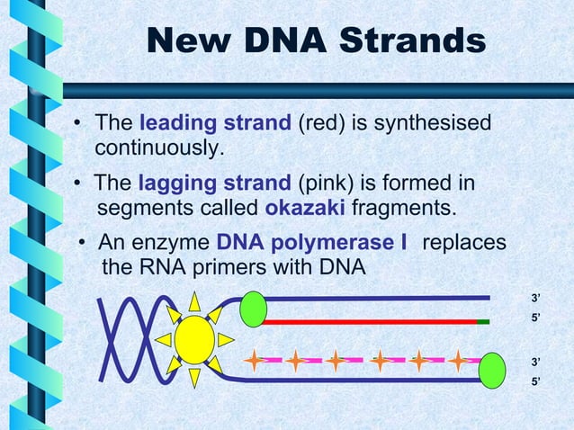 Dna Replication Answer Gaps | PPT