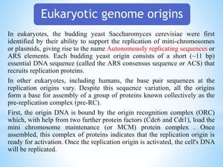 DNA replication-in-eukaryotes | PPTX