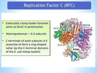 DNA replication-in-eukaryotes | PPTX