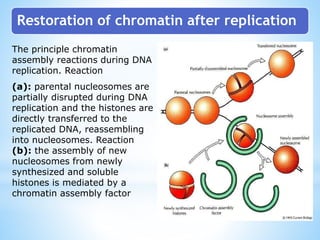 DNA replication-in-eukaryotes | PPTX