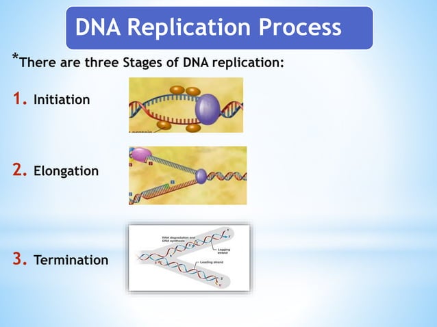 DNA replication-in-eukaryotes | PPTX