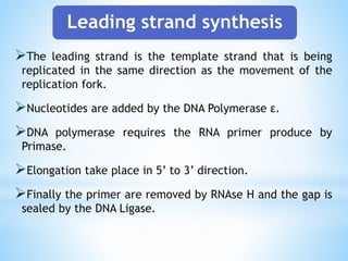 DNA replication-in-eukaryotes | PPTX