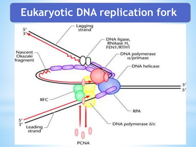 DNA replication-in-eukaryotes | PPTX