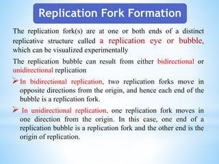 DNA replication-in-eukaryotes | PPTX