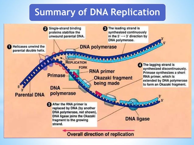 DNA replication-in-eukaryotes | PPTX