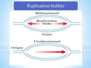 DNA replication-in-eukaryotes | PPTX
