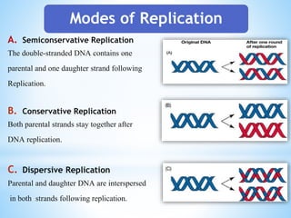 DNA replication-in-eukaryotes | PPTX