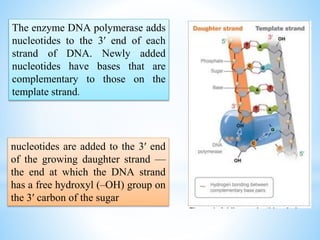 DNA replication-in-eukaryotes | PPTX