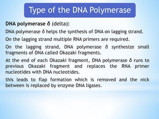 DNA replication-in-eukaryotes | PPTX