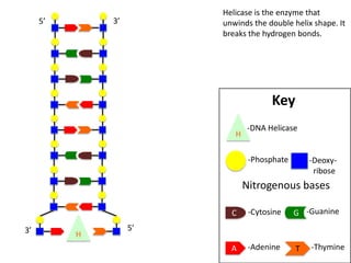 Dna replication-lin | PPT