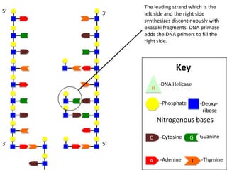 Dna Replication Diagram Mastering Biology