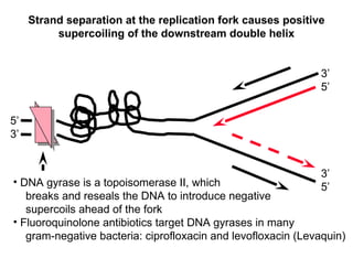 DNA-Replication-Mutation-and-RepairDNA-Replication-Mutation-and-Repair ...