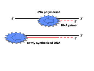 DNA-Replication-Mutation-and-RepairDNA-Replication-Mutation-and-Repair ...