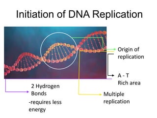 DNA-Replication-WPS-Office.pptx