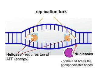 DNA-Replication-WPS-Office.pptx