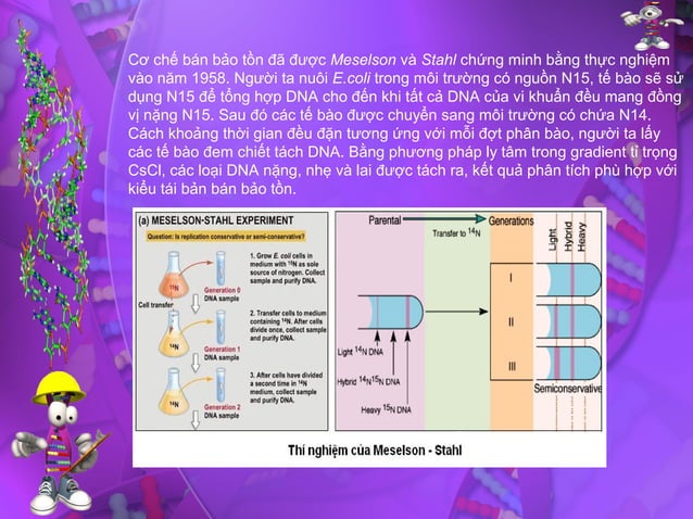 Bài giảng về DNA và RNA | PPT