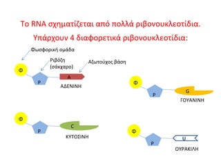 ΝΟΥΚΛΕΪΚΑ ΟΞΕΑ: Δομή του DNA και του RNA. | PPT