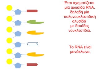 ΝΟΥΚΛΕΪΚΑ ΟΞΕΑ: Δομή του DNA και του RNA. | PPT