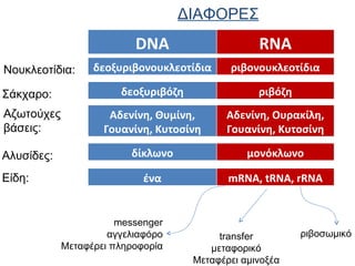ΝΟΥΚΛΕΪΚΑ ΟΞΕΑ: Δομή του DNA και του RNA. | PPT