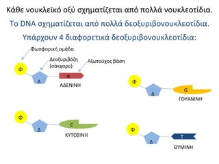 ΝΟΥΚΛΕΪΚΑ ΟΞΕΑ: Δομή του DNA και του RNA. | PPT