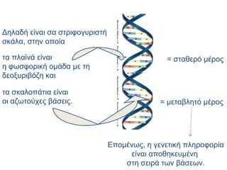 ΝΟΥΚΛΕΪΚΑ ΟΞΕΑ: Δομή του DNA και του RNA. | PPT