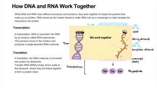 DNA-RNA-PPT 01.pptx