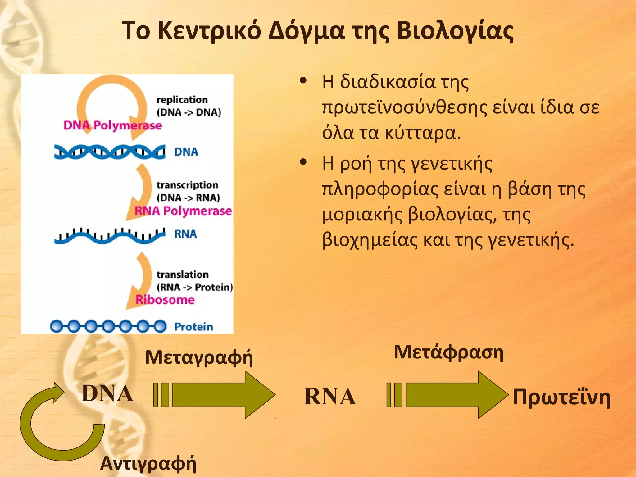 Αντιγραφή, μεταγραφή, μετάφραση: Η ροή της γενετικής πληροφορίας | PPT