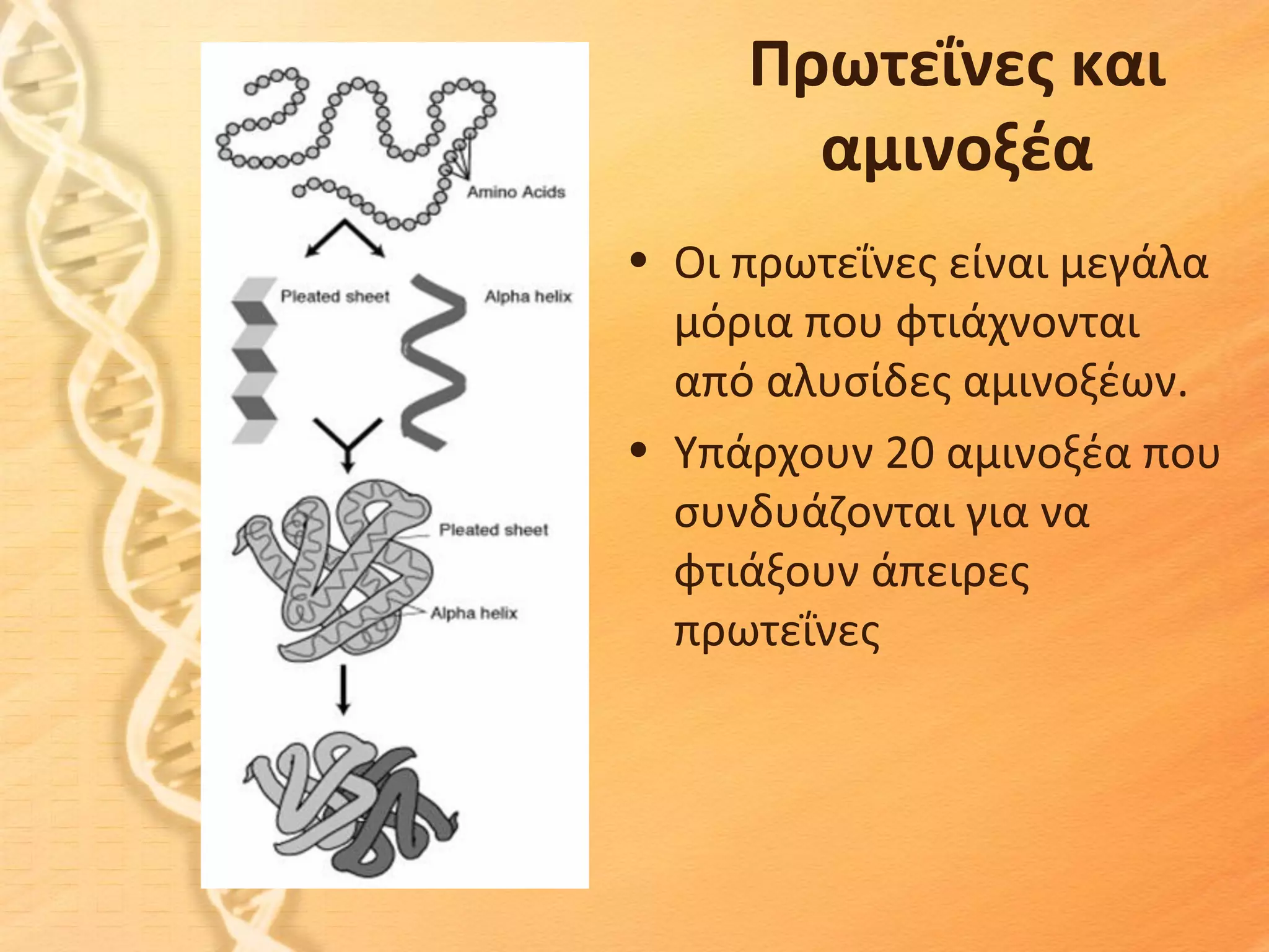 Αντιγραφή, μεταγραφή, μετάφραση: Η ροή της γενετικής πληροφορίας | PPT