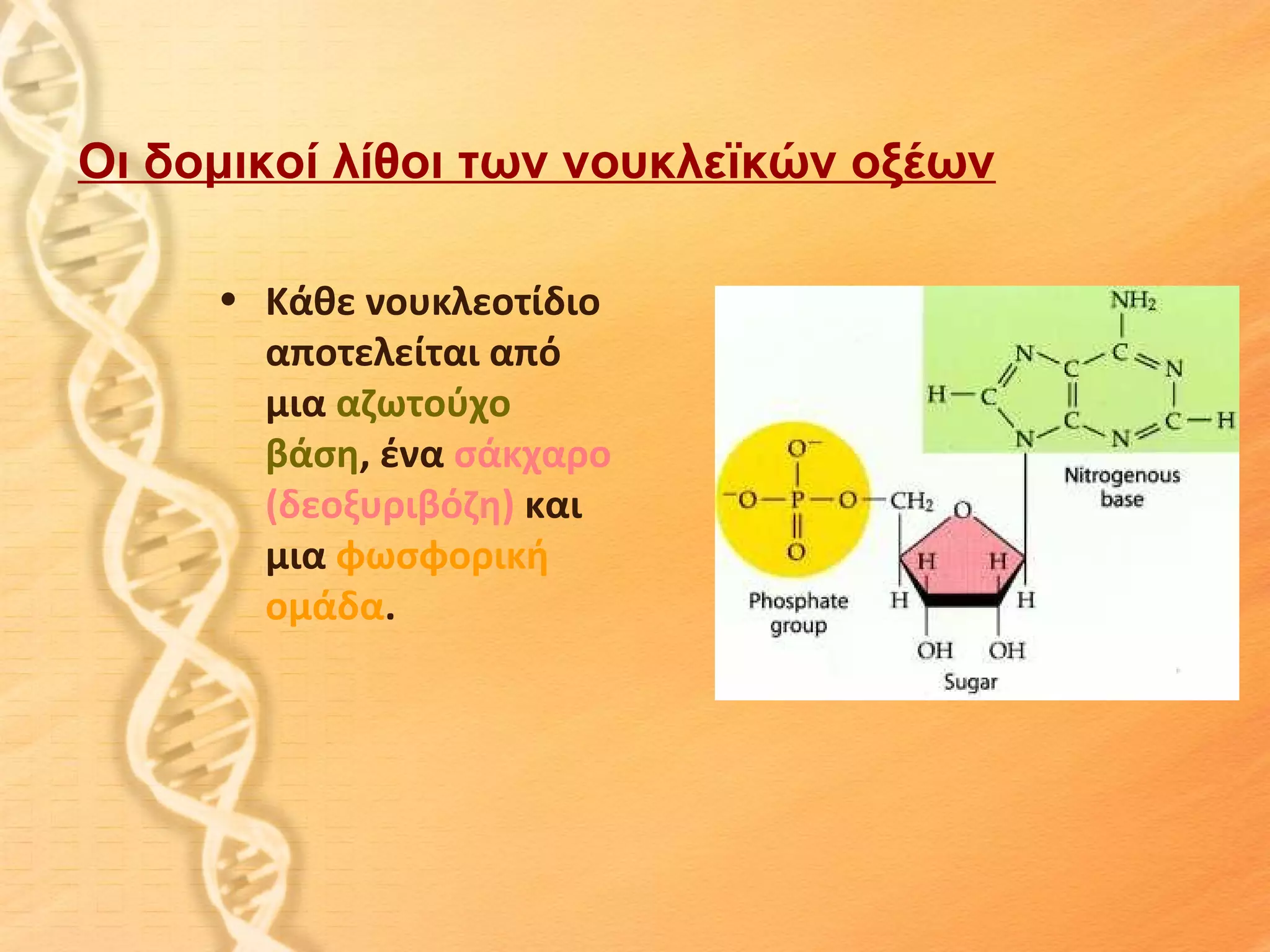 Αντιγραφή, μεταγραφή, μετάφραση: Η ροή της γενετικής πληροφορίας | PPT