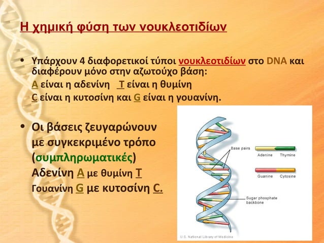 Αντιγραφή, μεταγραφή, μετάφραση: Η ροή της γενετικής πληροφορίας | PPT