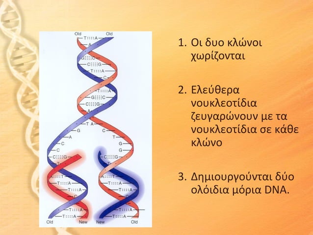 Αντιγραφή, μεταγραφή, μετάφραση: Η ροή της γενετικής πληροφορίας | PPT