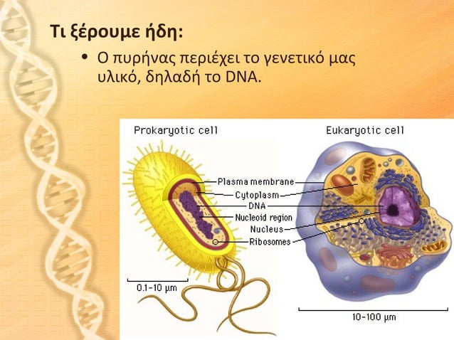 Αντιγραφή, μεταγραφή, μετάφραση: Η ροή της γενετικής πληροφορίας | PPT