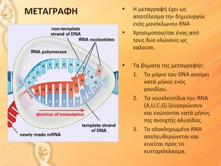 Αντιγραφή, μεταγραφή, μετάφραση: Η ροή της γενετικής πληροφορίας | PPT
