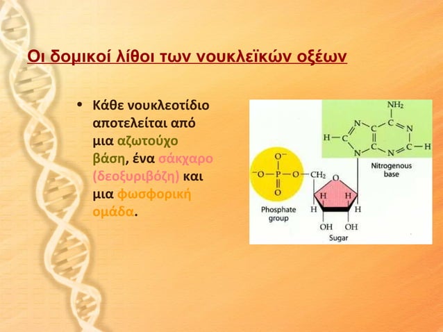 Αντιγραφή, μεταγραφή, μετάφραση: Η ροή της γενετικής πληροφορίας | PPT