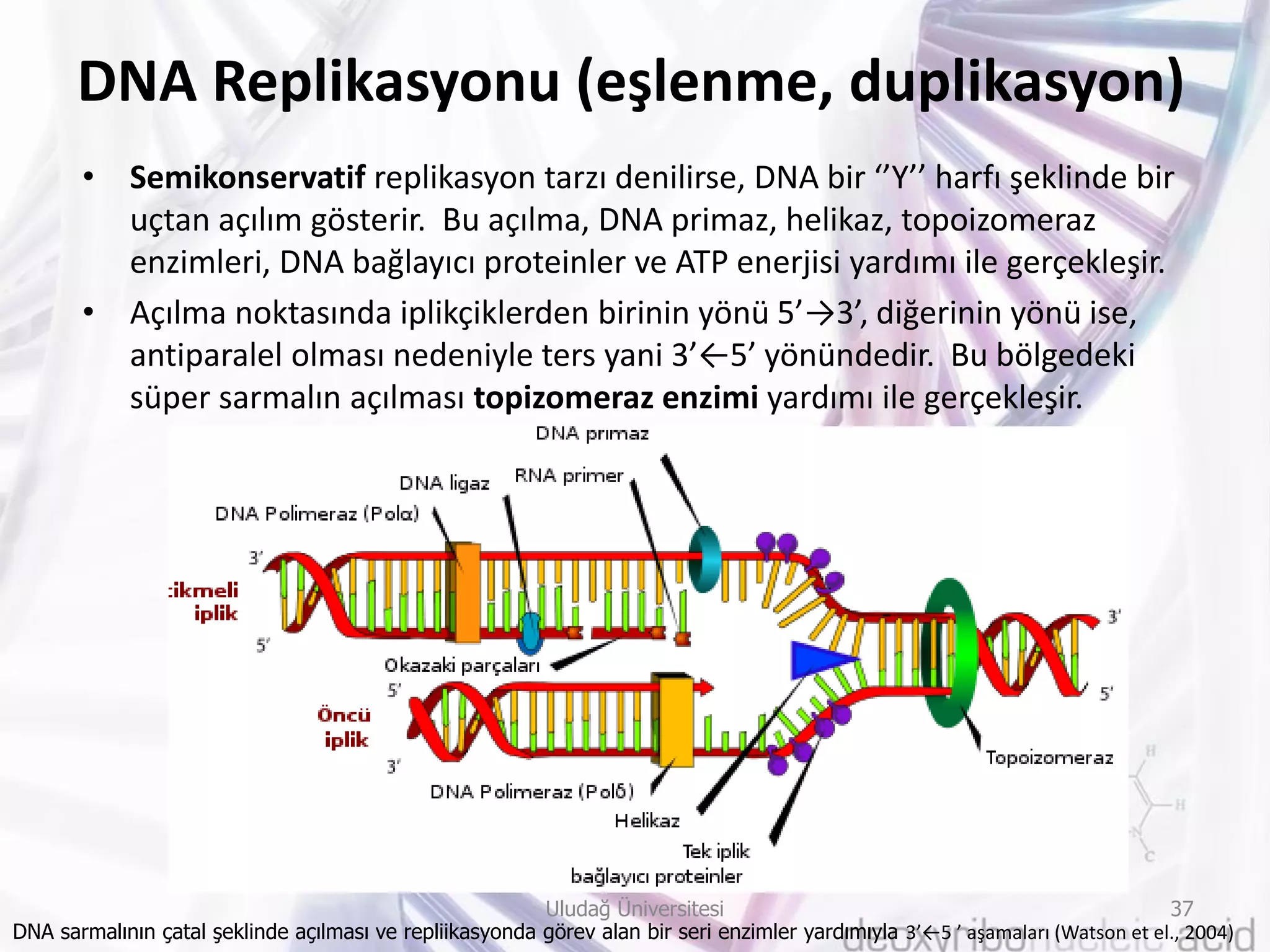 DNA RNA [in Turkish] | PDF