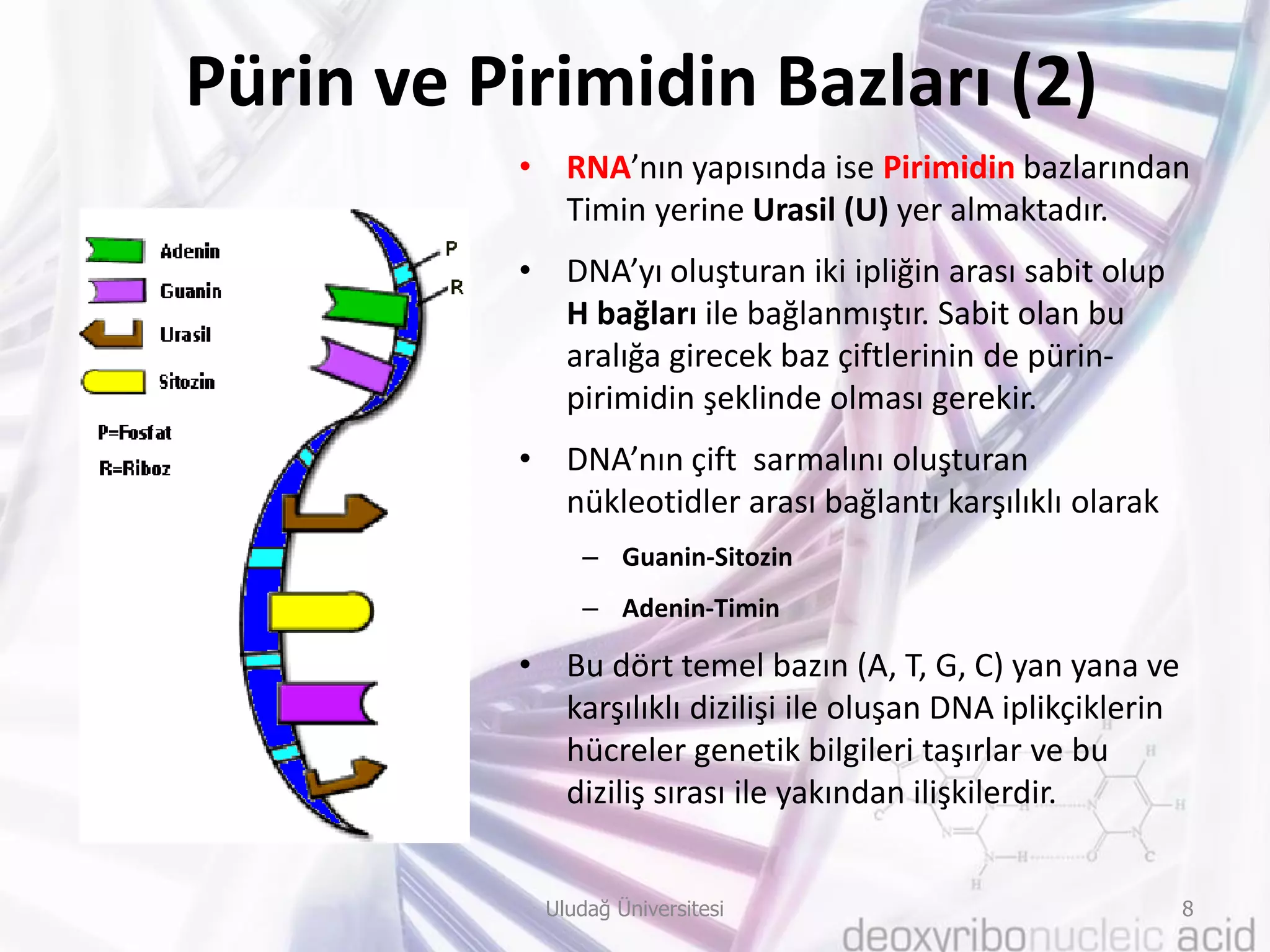 DNA RNA [in Turkish] | PPT