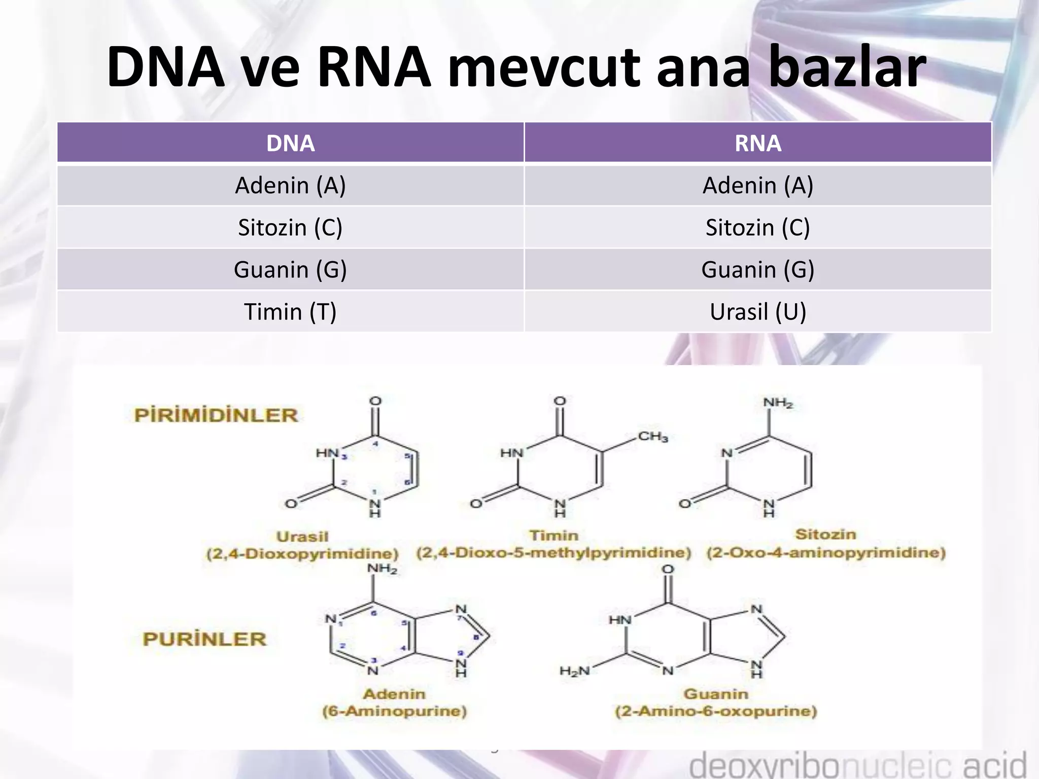 DNA RNA [in Turkish] | PDF