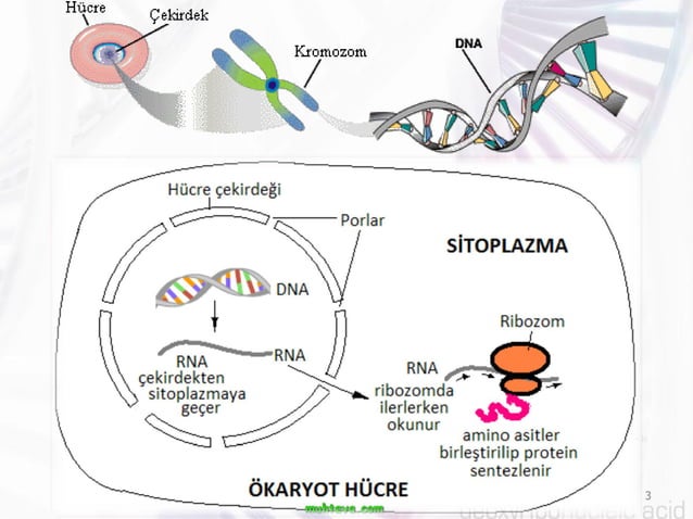 DNA RNA [in Turkish] | PDF