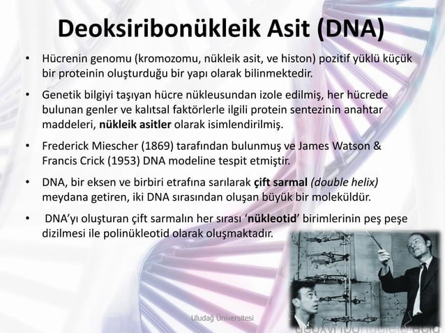 DNA RNA [in Turkish] | PDF