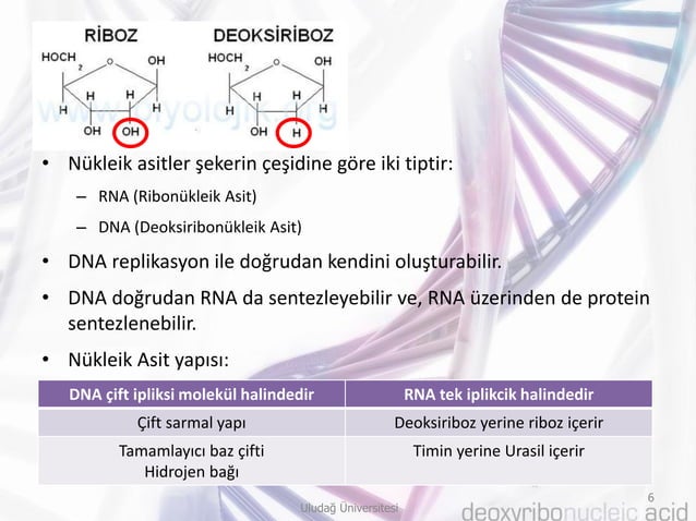 DNA RNA [in Turkish] | PDF